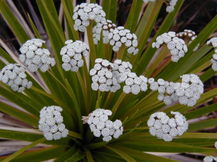 HIPERSESSÃO : A Flor Sempre-Viva