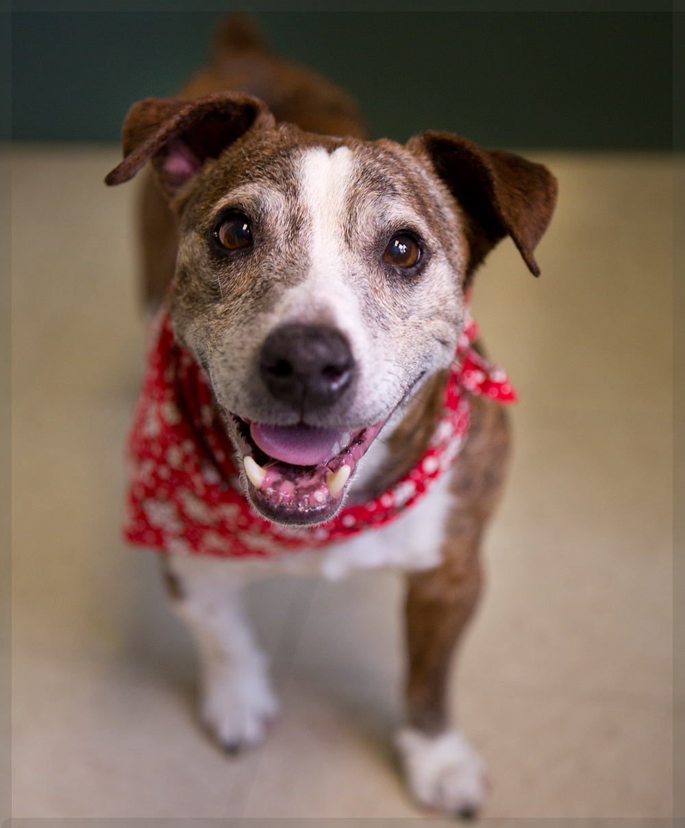 Pointer Jack Russell Mix