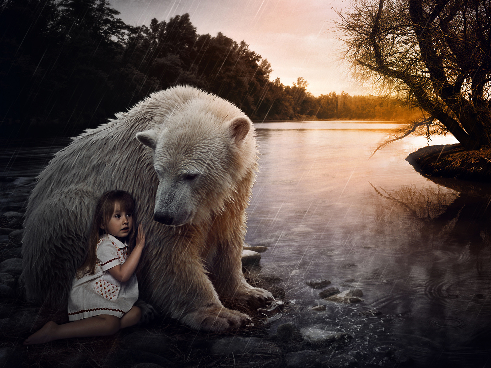 Fotografías de osos divertidos en el bosque