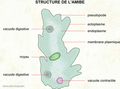 agora bio géo cosmo: LES PROTOZOAIRES