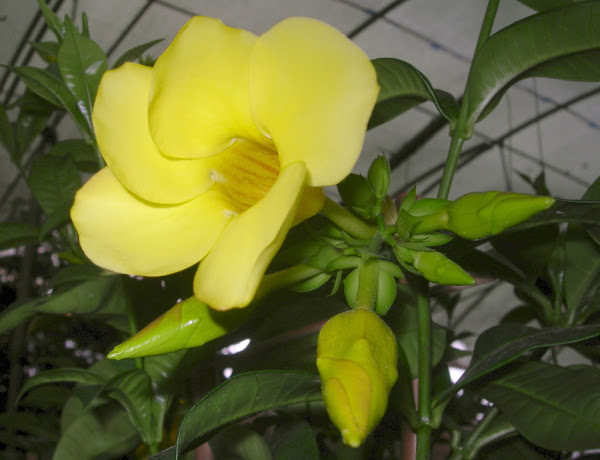 Viveros Vangarden: Allamanda