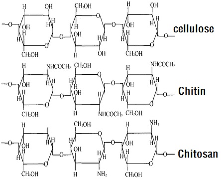 Understanding Chitosan Chemistry