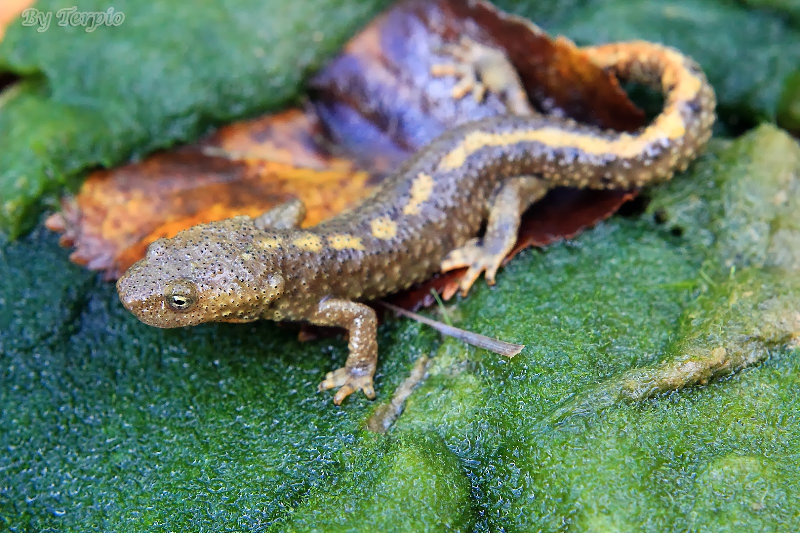 Viajes, Salidas, Naturaleza, (Fotografía).: Tritón Pirenaico ...