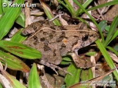 Klasifikasi Katak Sawah (Fejervarya cancrivora) | Intisains