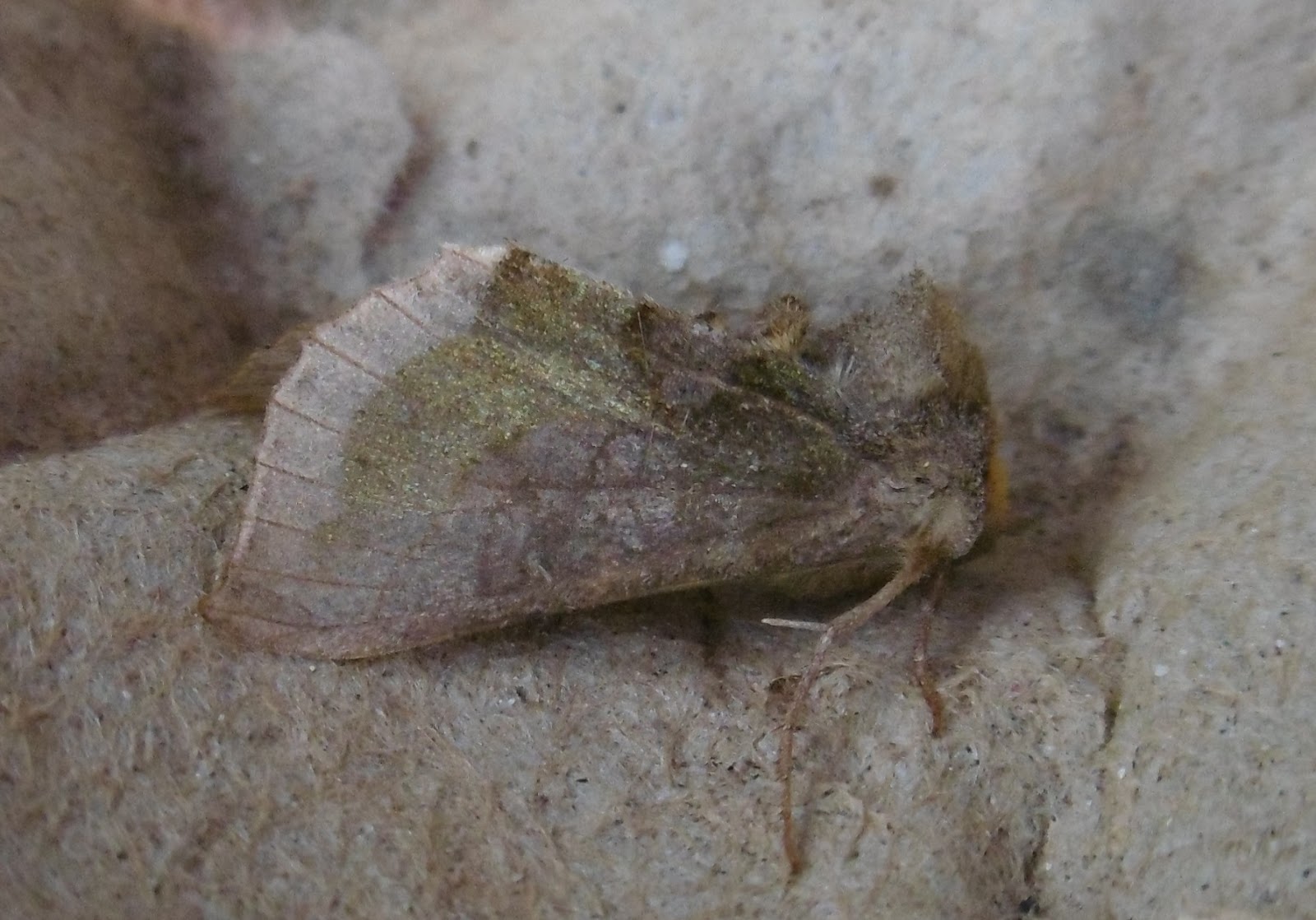 Martin's Moths: Spit and polish