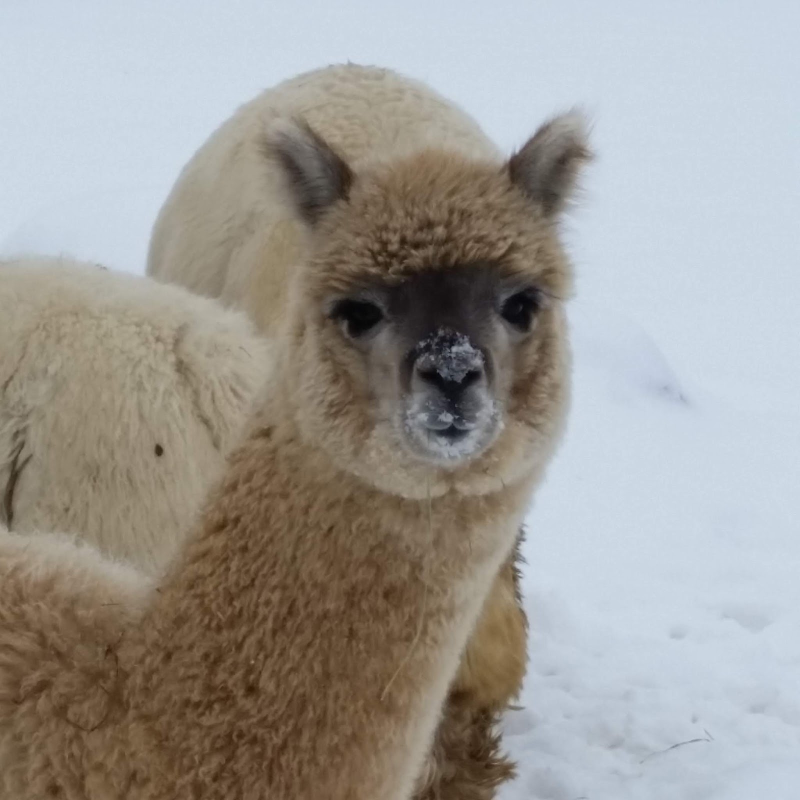 Buckeye Star Alpacas: Signs of the Season Ahead