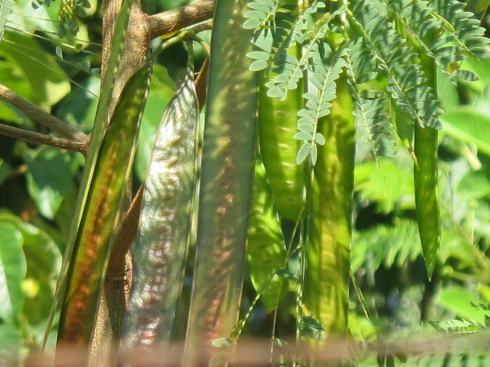 Fabaceae - Leguminosae no Brasil: Fabaceae - Leucaena leucocephala (Lam ...