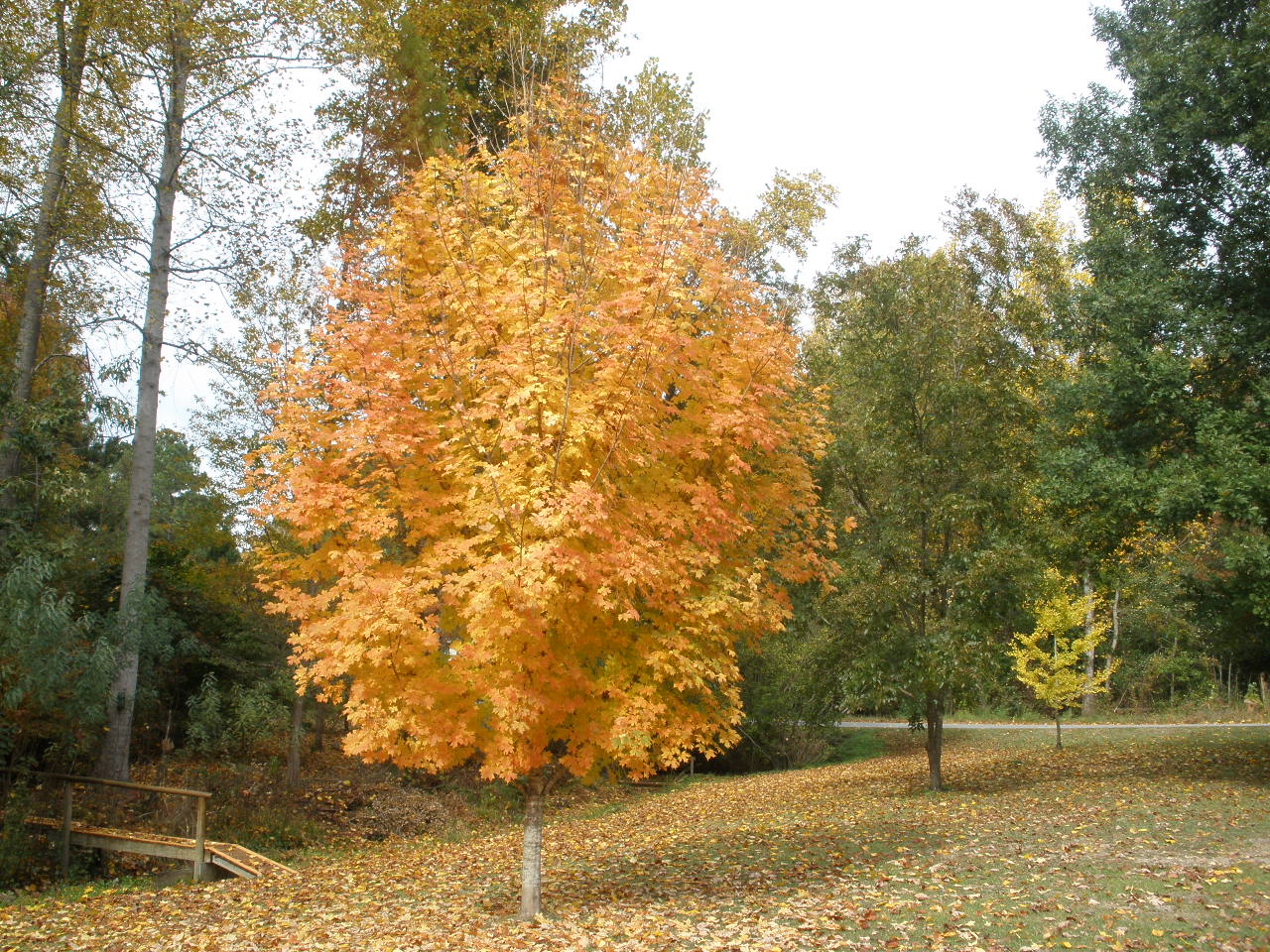 MARIETTE'S BACK TO BASICS: {Our Acer - Maple Trees}