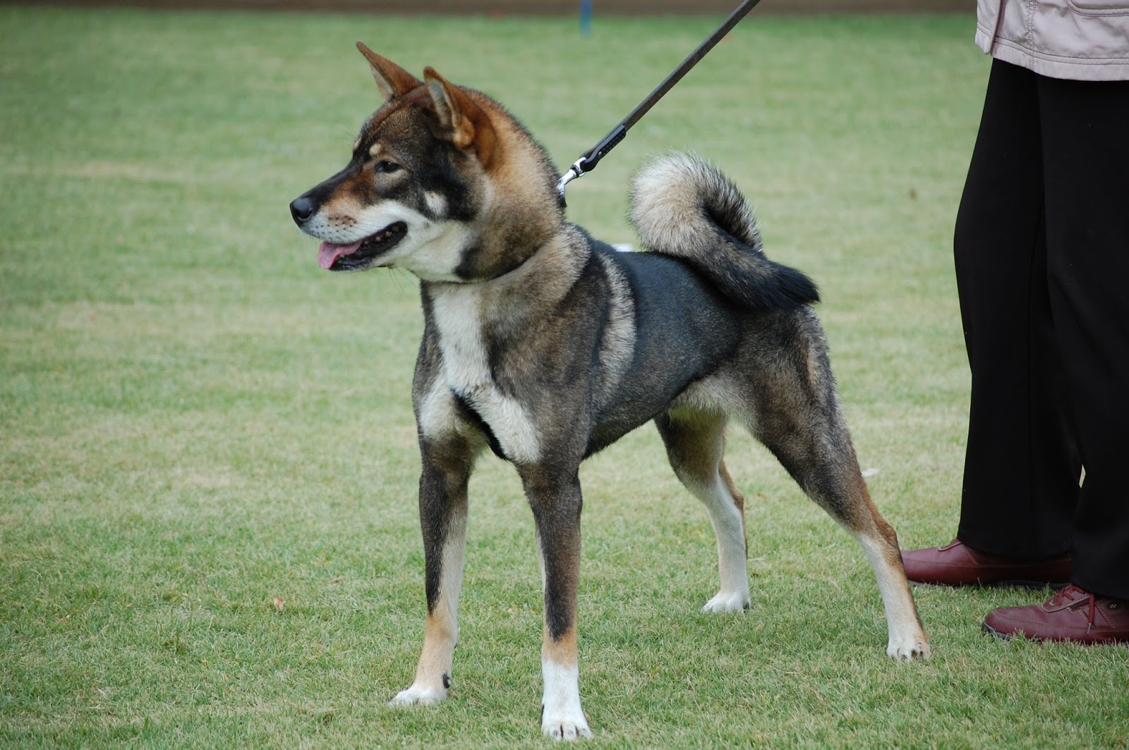 The Nihon Ken: The Shikoku