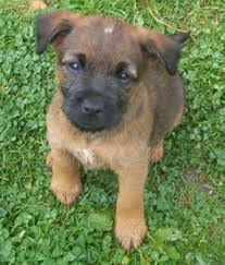 World Best Dog Breeds: Boxer Terrier Puppies United Kingdom top 10 most ...