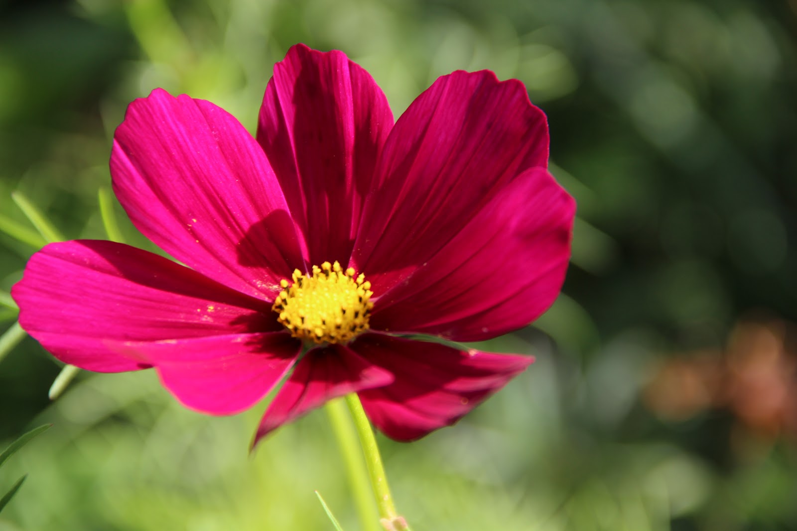 kosmėja paprastoji /Cosmos bipinnatus/