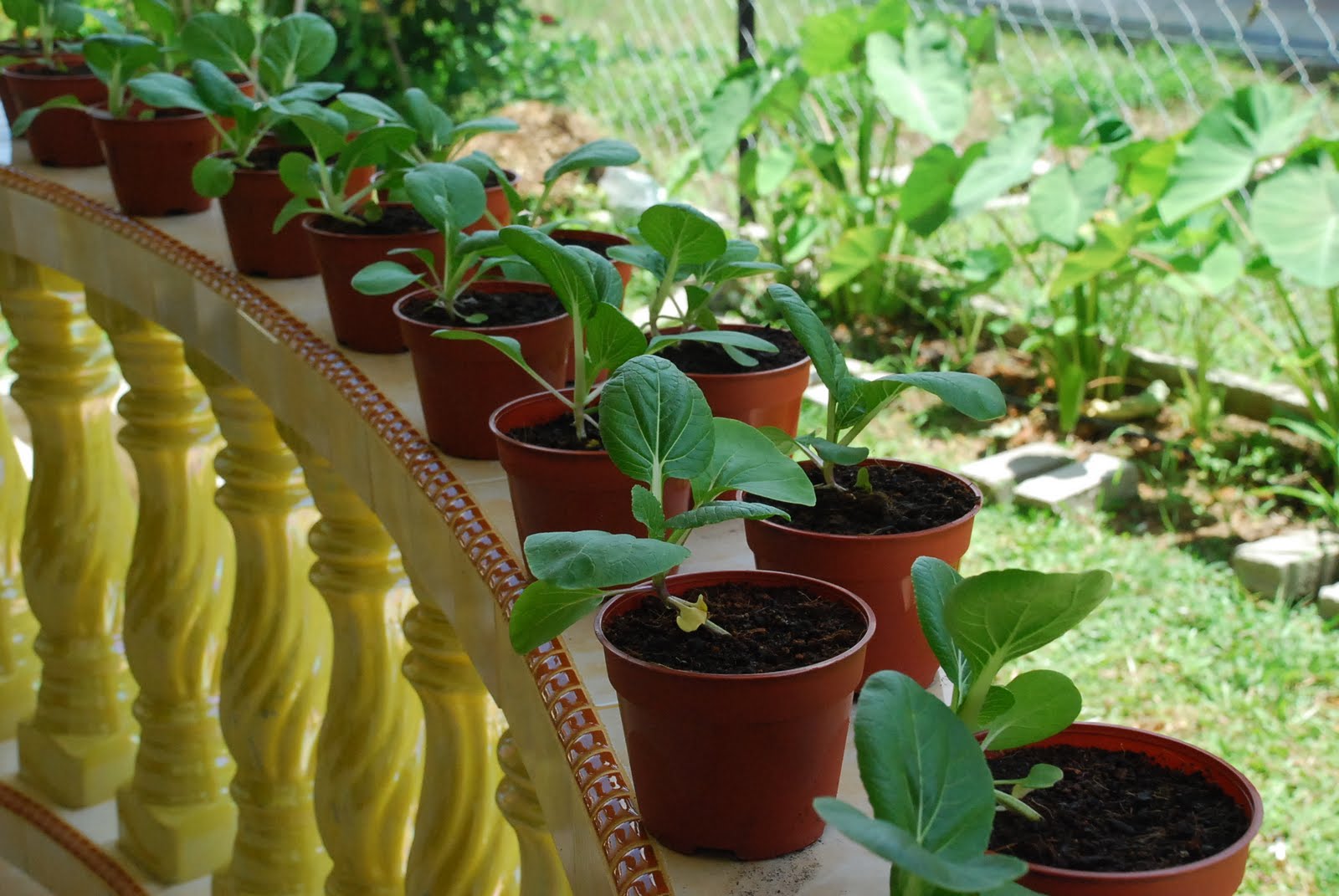 My little vegetable garden: Being artistic with potted vegetables.