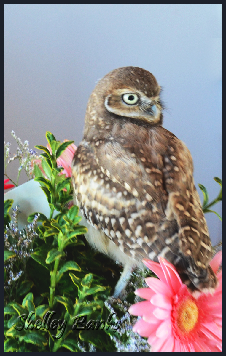 Prairie Nature: Potter, Burrowing Owl: Rotating Head