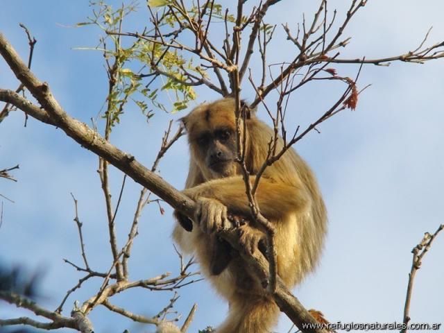 Cultura Guaraní: Mono Carayá,