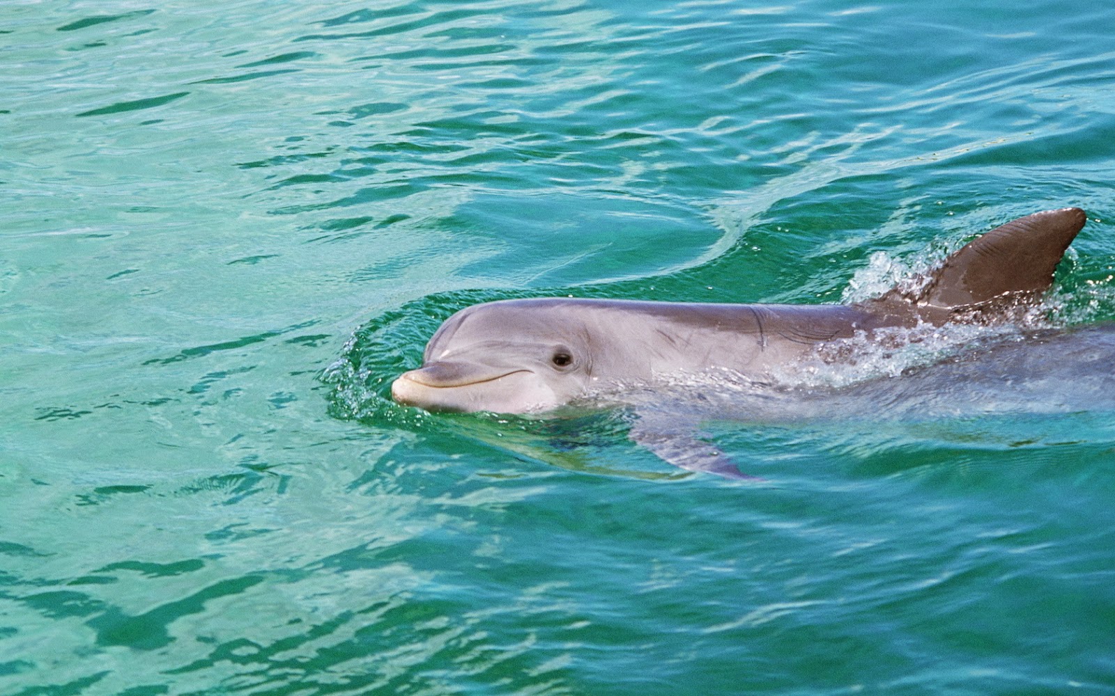 Fotos de lindos delfines - Fotos Bonitas de Amor | Imágenes Bonitas de Amor