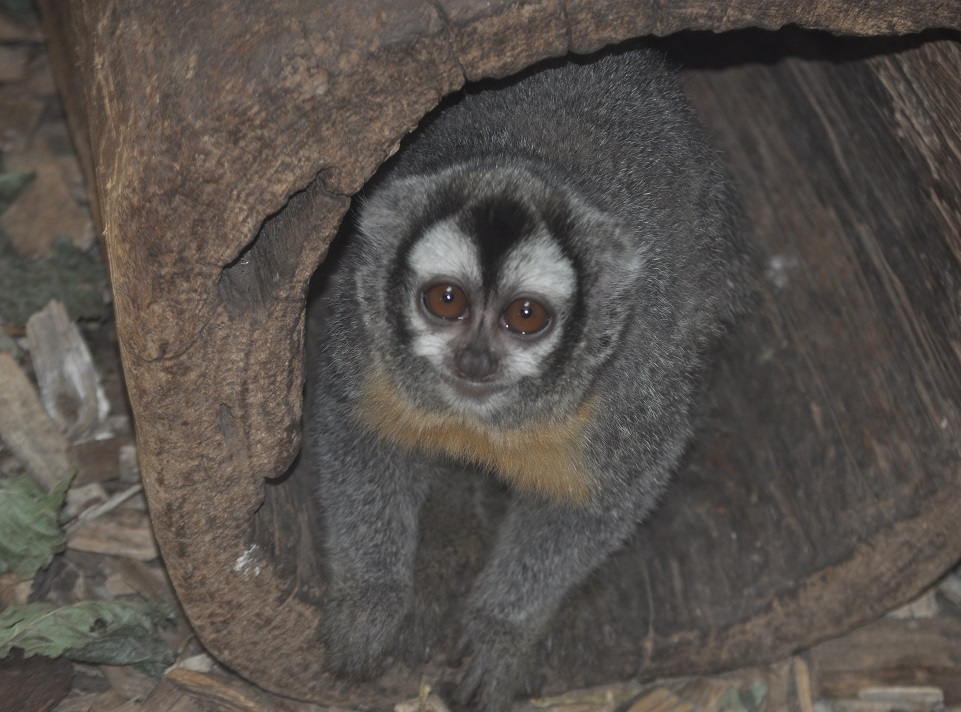 ZOOTOGRAFIANDO (6.100 ANIMALS): MONO DE NOCHE DE AZARA / AZARA´S NIGHT ...