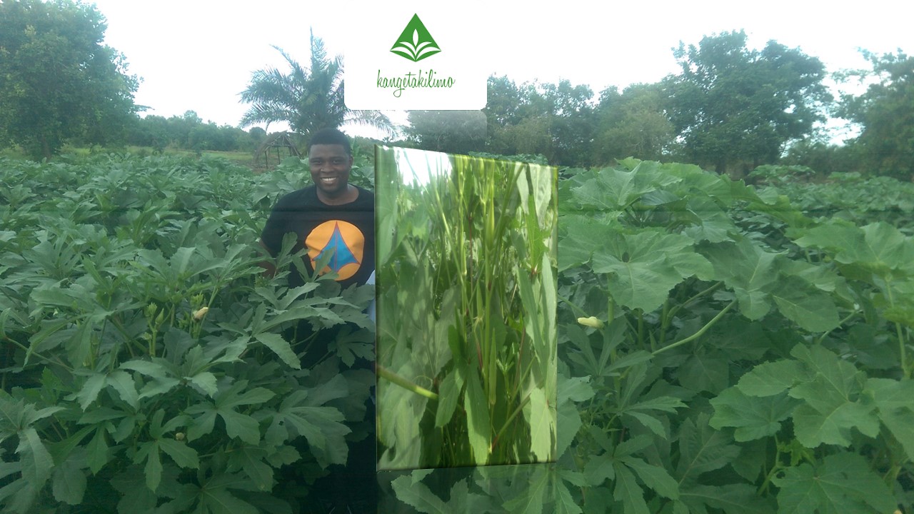 Kangetakilimo: KILIMO BORA CHA BAMIA NA KANGETAKILIMO