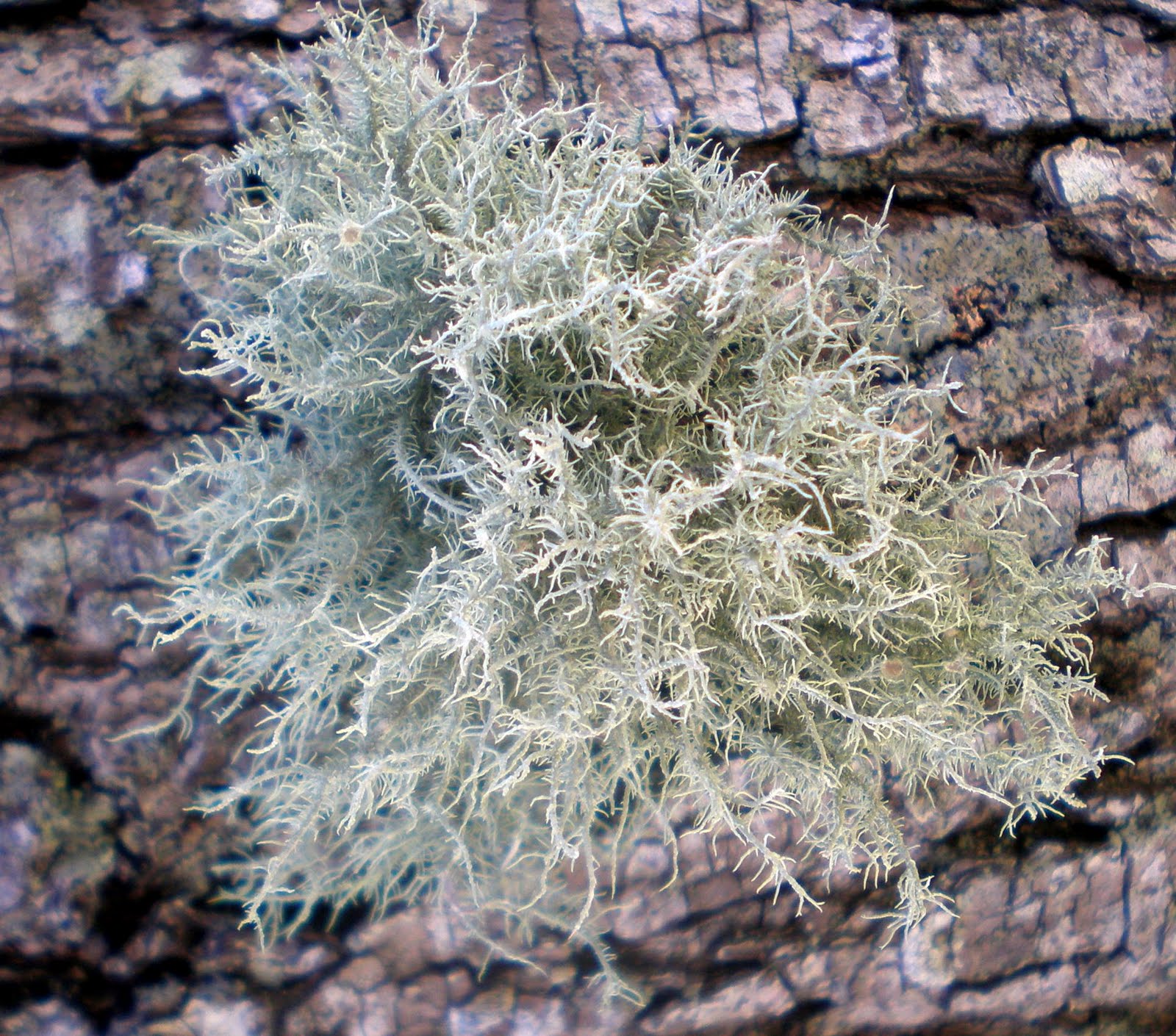Lichens I Like