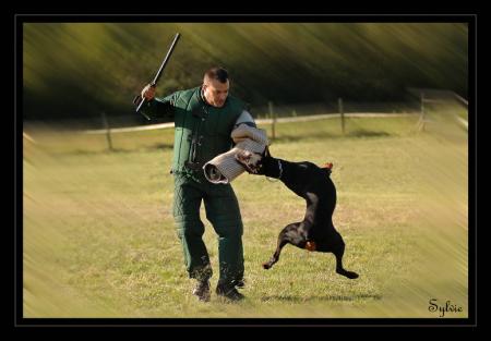 "Molosos y Terriers": El blog: PERROS DE GUARDIA Y PERROS DE DEFENSA