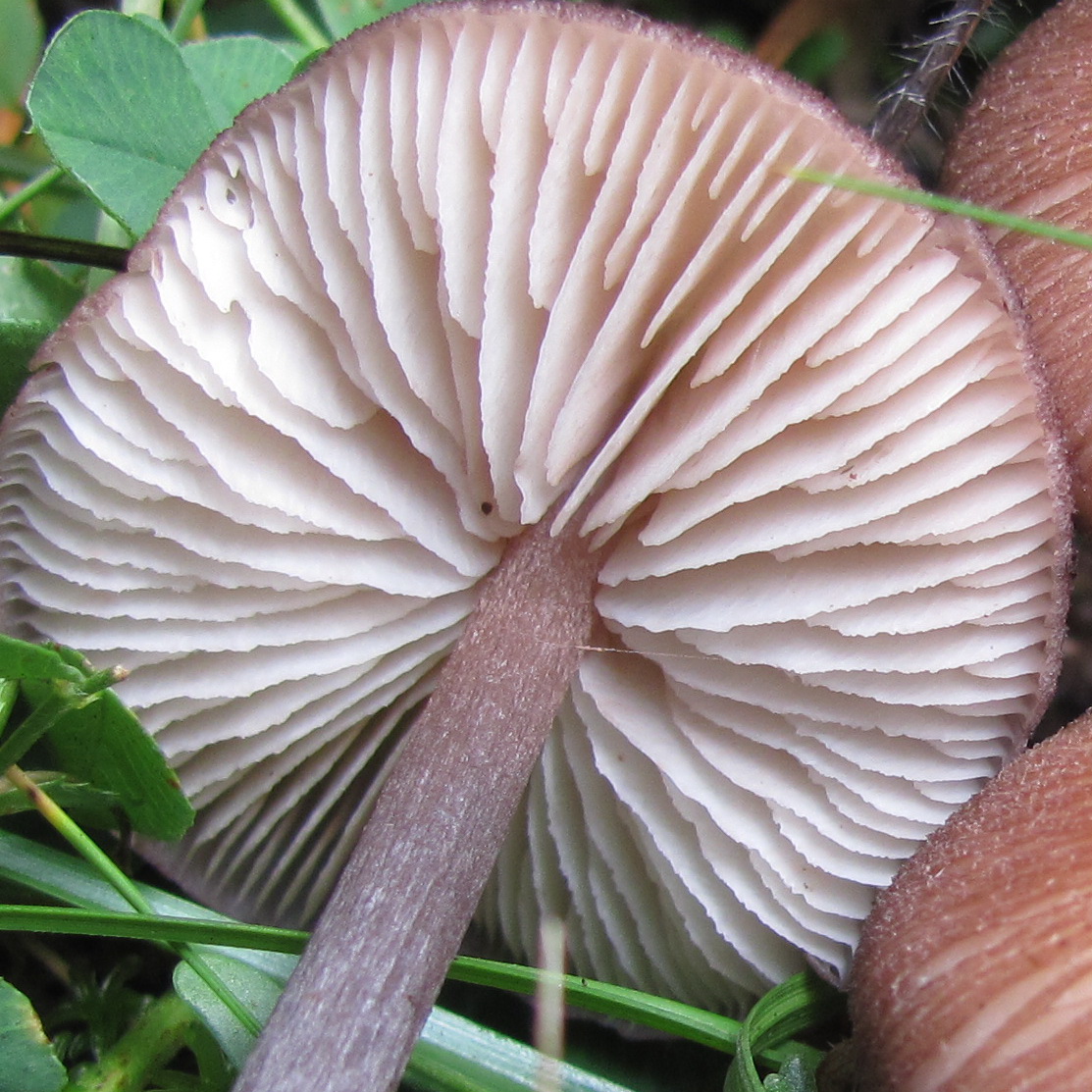 Guía Visual de la Biodiversidad de Navarra
