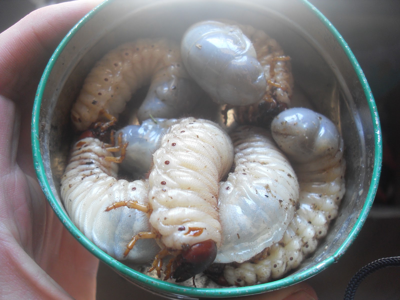 The Scientific Gardener: Composting with Grubs