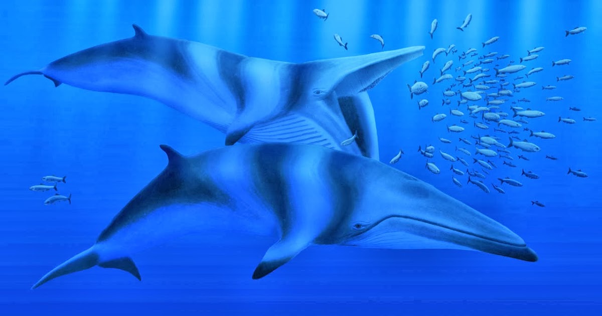 Species New to Science: [PaleoMammalogy • 2013] Balaenoptera bertae • A ...