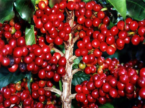 KOPI ARABIKA | Tanimedia.com