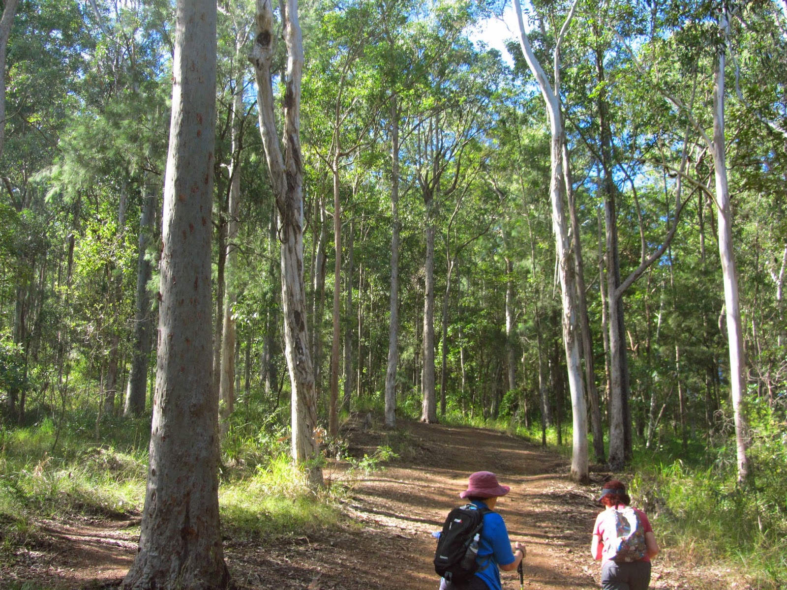 Walking with Friends Down Under: Mid WINTER walk - Mt Cootha