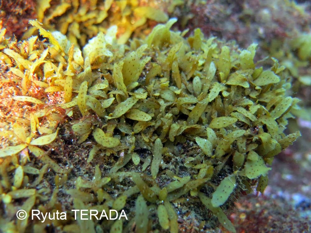 Seaweed Research Journal 海藻研究ジャーナル : Sargassum fusiforme in Sakurajima ...