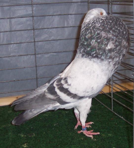 Horseman Pouter-cropper Pigeons - Pigeons fall