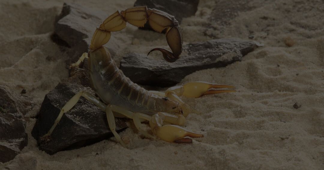 Fun Facts About Scorpions