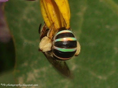 Rainbow Bee | Nature, Cultural, and Travel Photography Blog