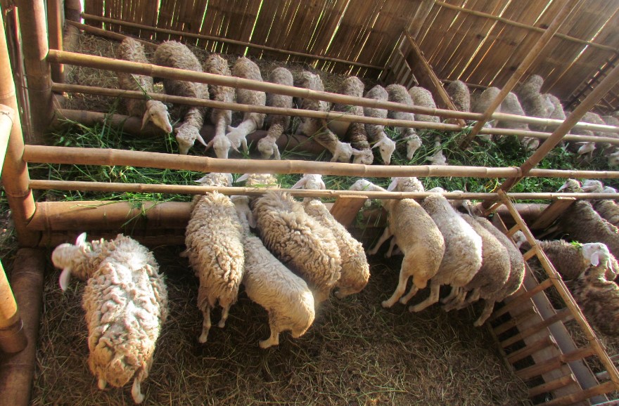 Ternak Kambing Domba | Kumpulan Cara Beternak Yang Baik Dan Benar