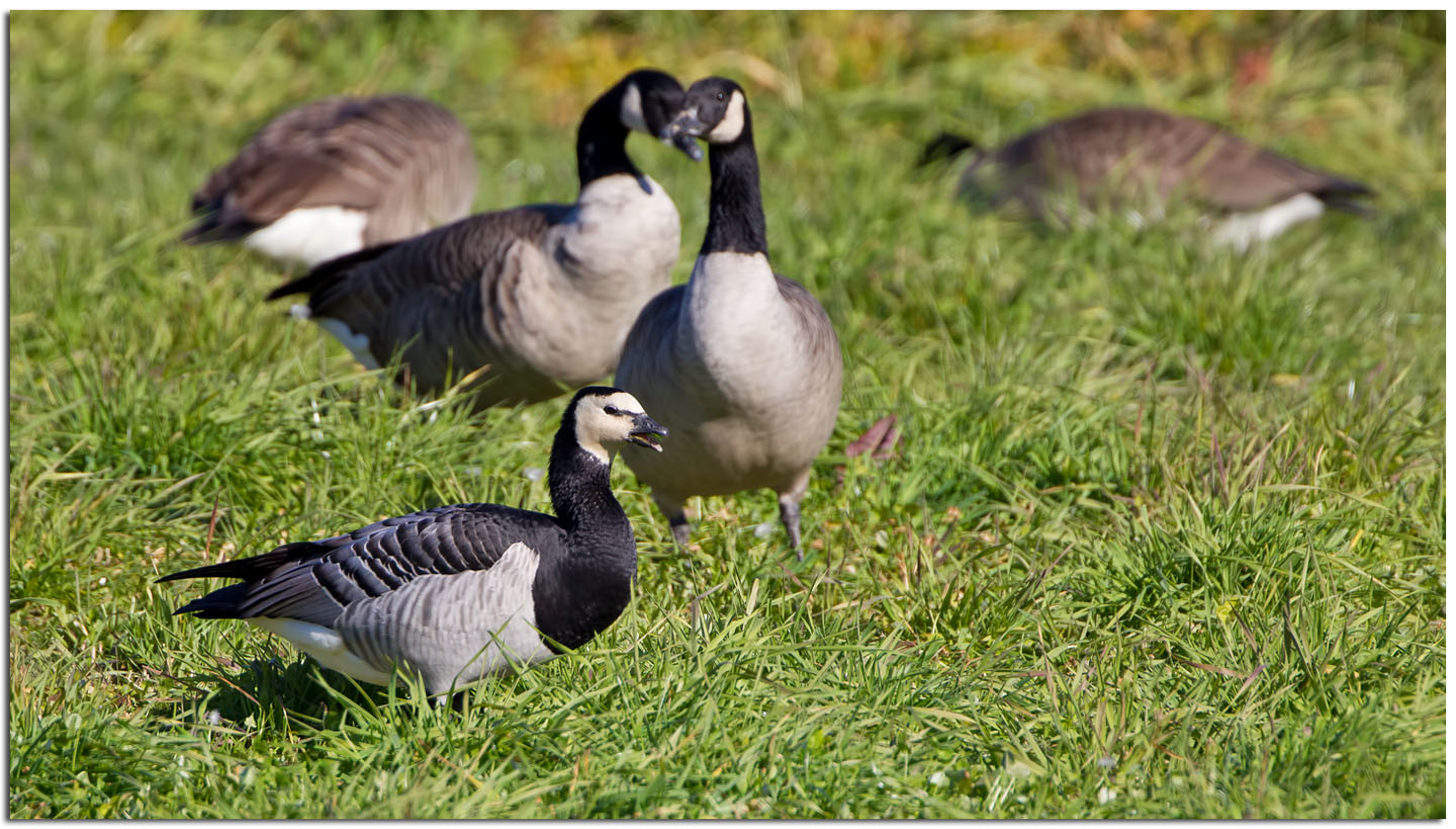Owls & Others of Essex, MA: Barnacle Goose