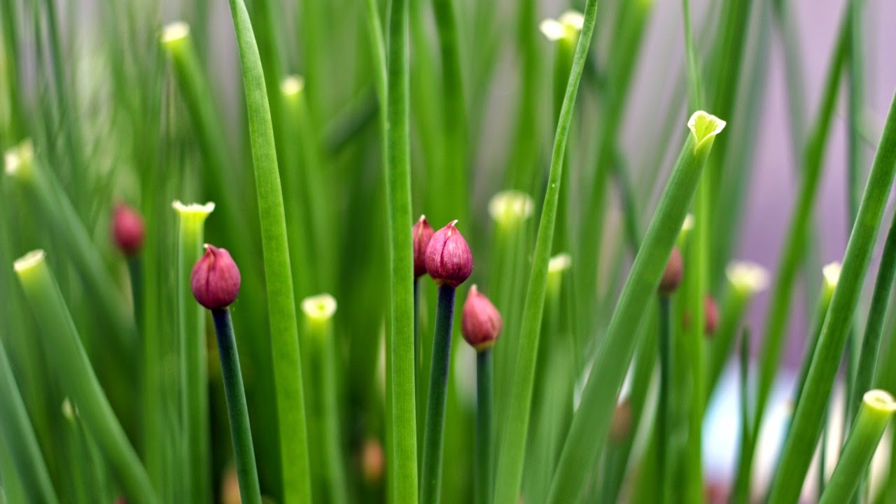 Uma vaca na varanda: Uns salpicos de cebolinho aqui e ali