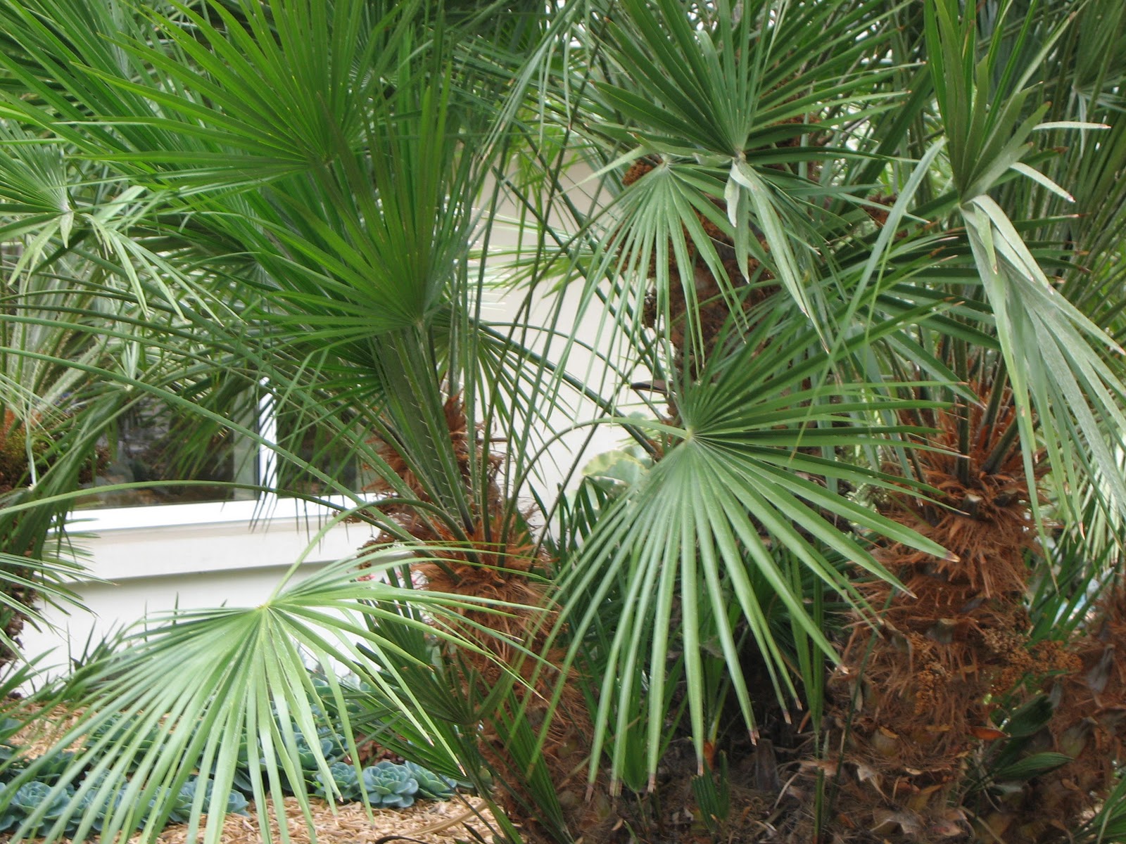 ARTE Y JARDINERÍA : PALMITO – Chamaerops humilis. Familia: Palmáceas
