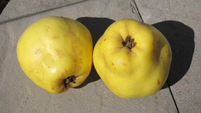 Dalmatian Mom: Kvittenmos