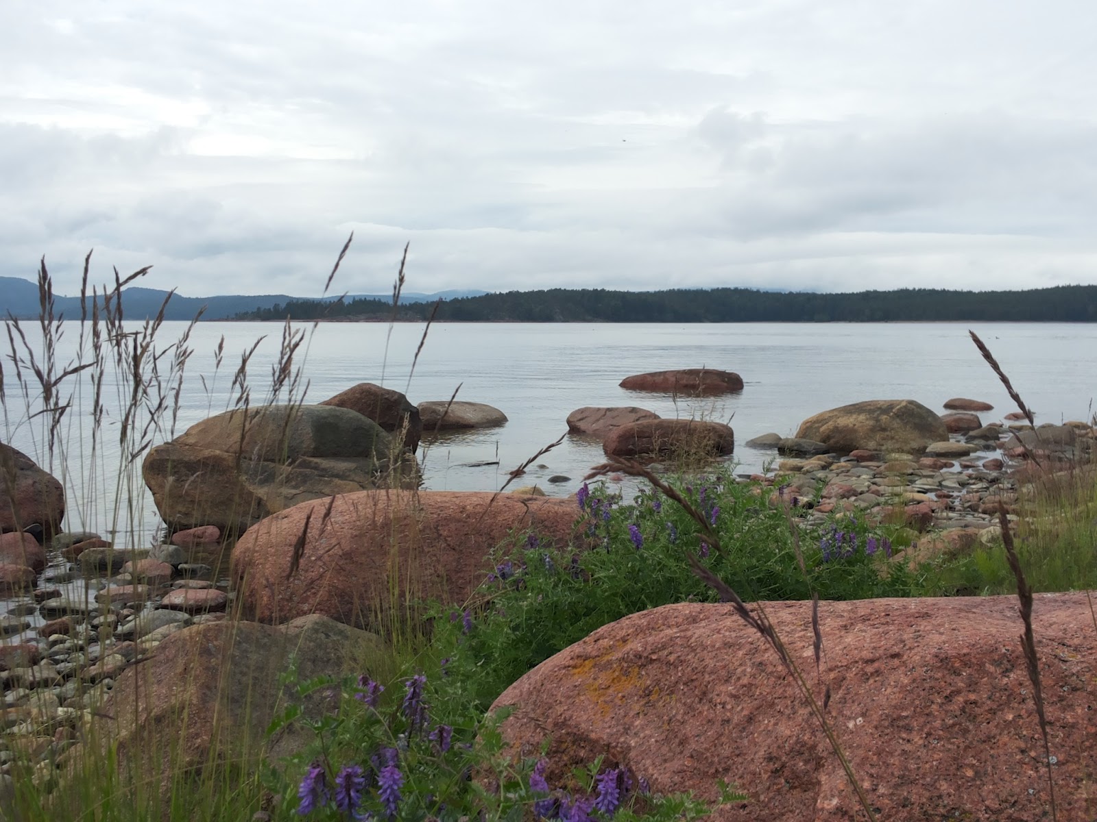 Sobra tankar från Rosie: Sommarbilder...