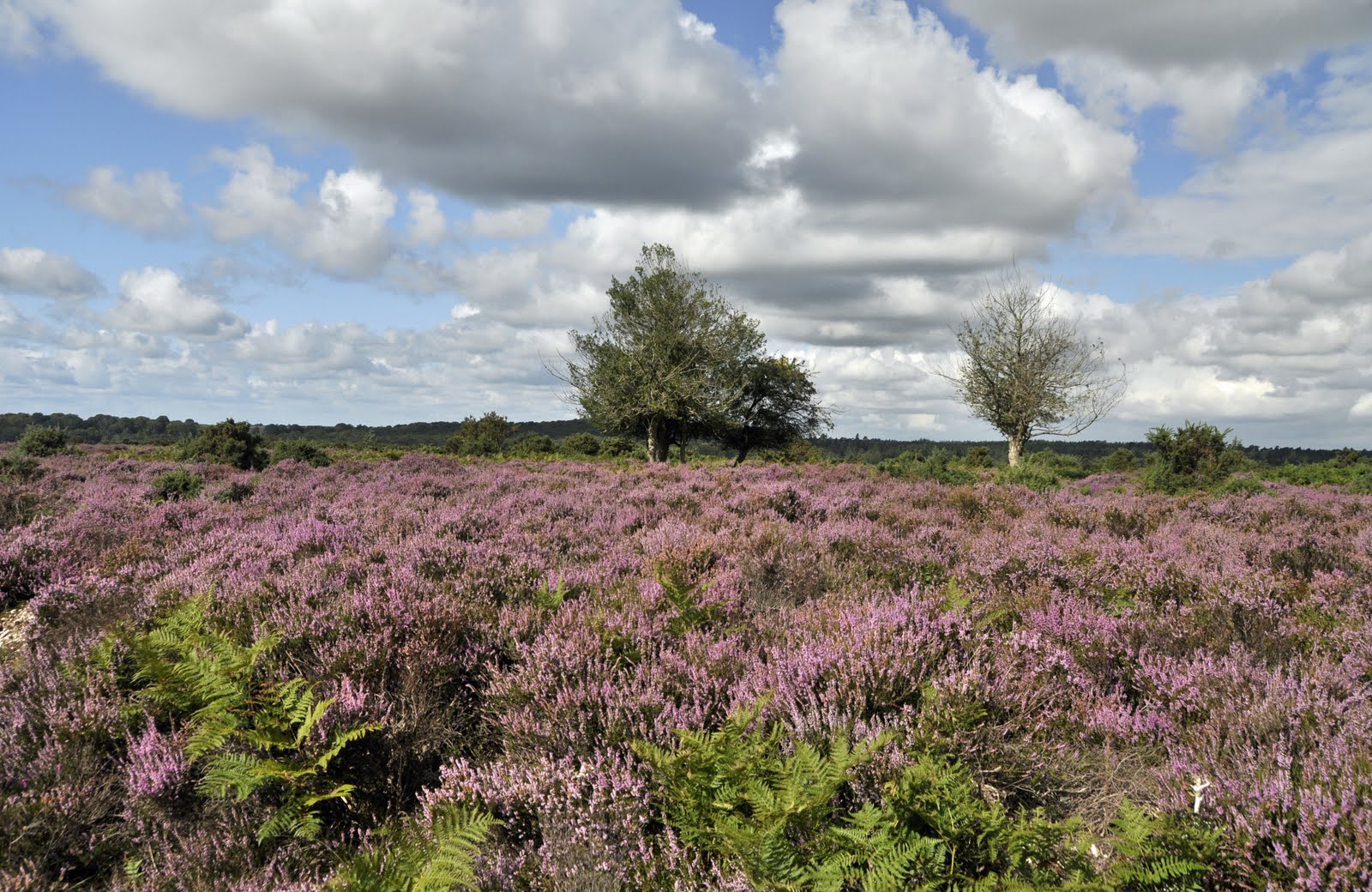 Musings in the moment: The Forest is all a-heather.