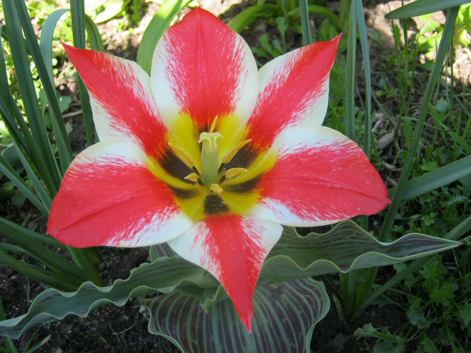 Mai Kalda aiablogi: Tulpide aeg