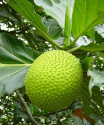 El Pijuayo: El Pan de Árbol
