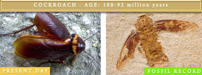 HARUN YAHYA (ADNAN OKTAR): Cockroach Fossil - Age: 108 - 92 Million Years