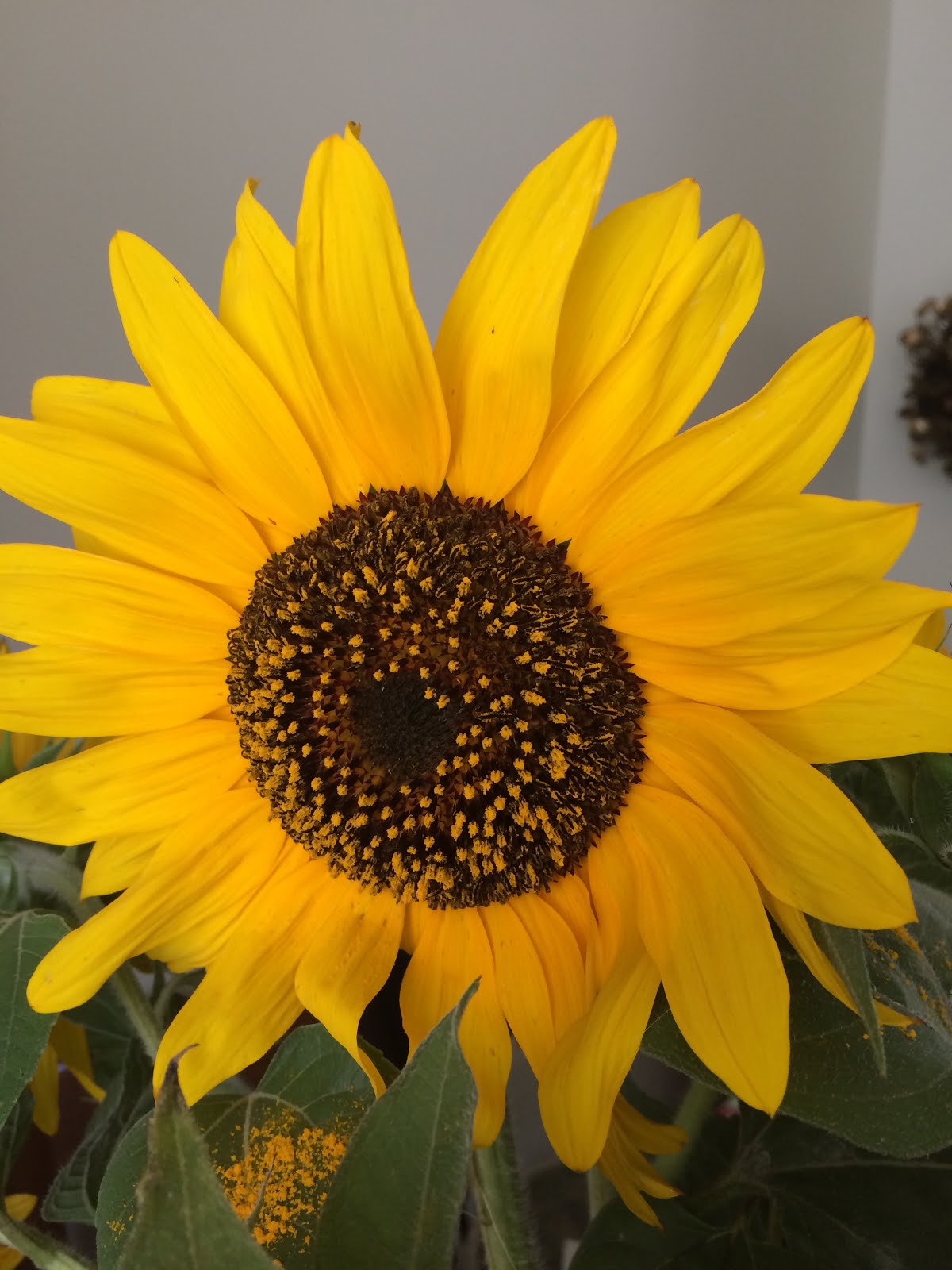 BE-ing Rooted: a Practice in Essential Living