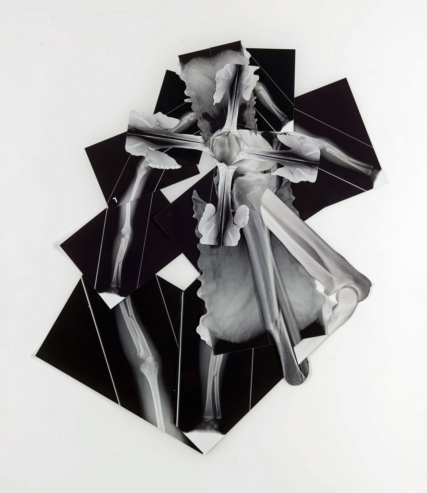 Jason Eden: X - Rays