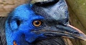 Animais Incríveis: Casuar (Casuarius spp)