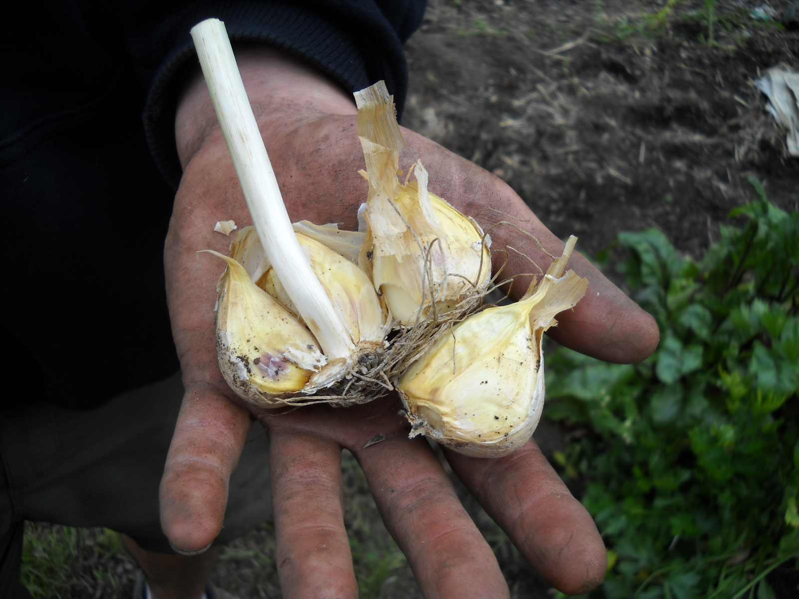 Cultivating on the Ridge: Garlic