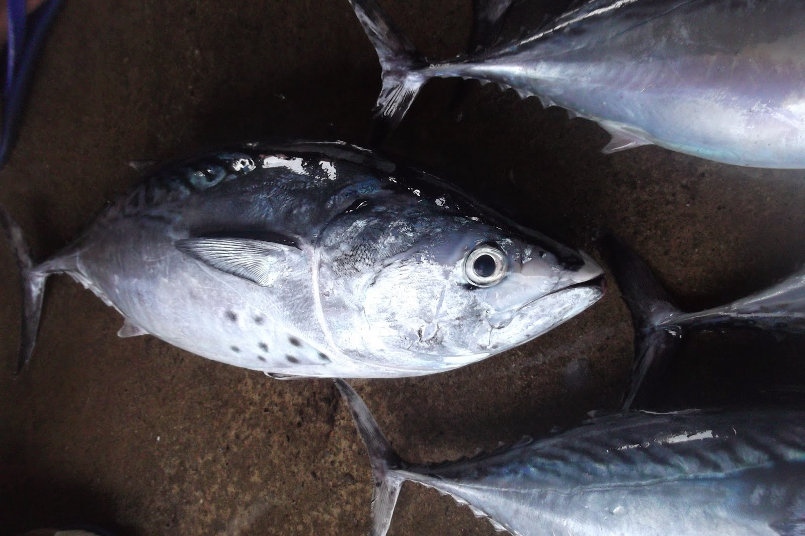 NEGOMBO SEAFOODS: MADUWA