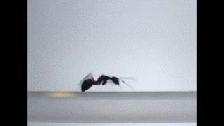 Azed izet: Keistimewaan Semut