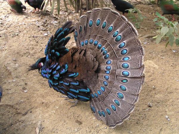 word movie: BeZhare: The Origin of Birds Ruai [Enggang]