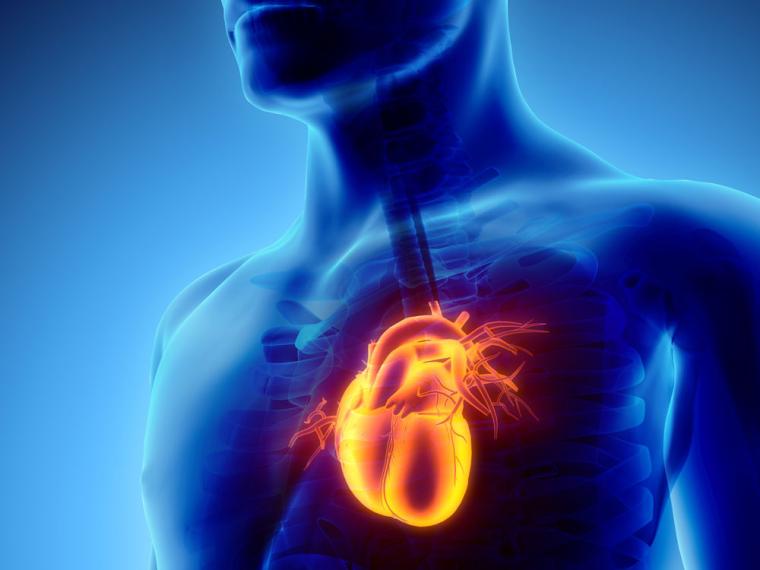 Stem Cell: Descubren por qué el corazón se sitúa a la izquierda.